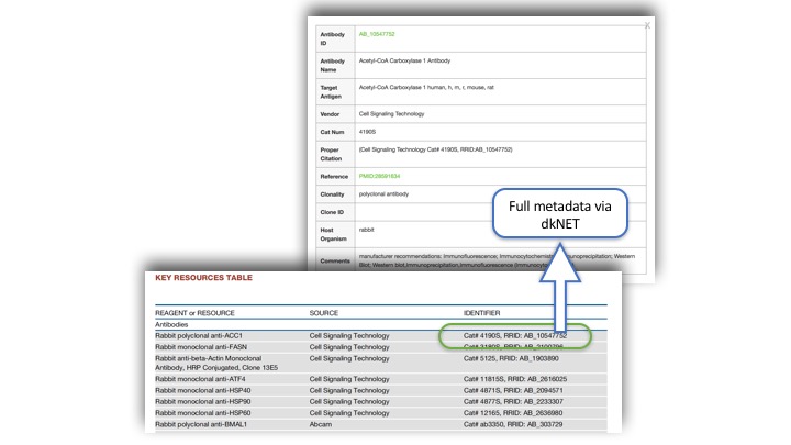 dkNET | Research Resource Identifier